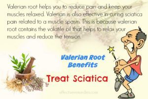 Top 11 Valerian Root Benefits, Uses, & Side Effects On Health